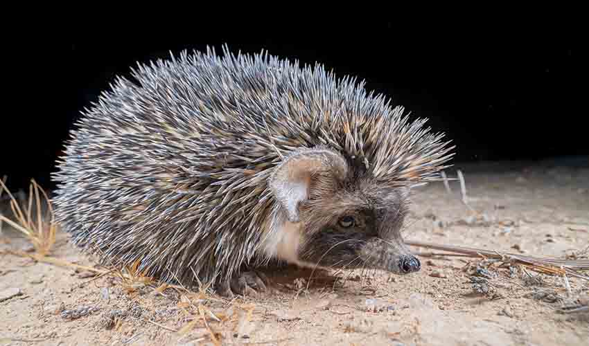 Desert hedgehog facts, distribution & population | BioDB