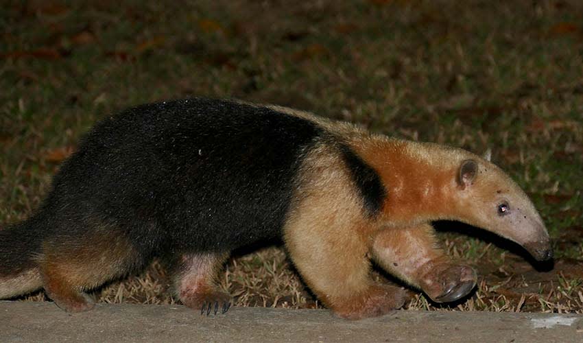 Southern tamandua facts, distribution & population | BioDB