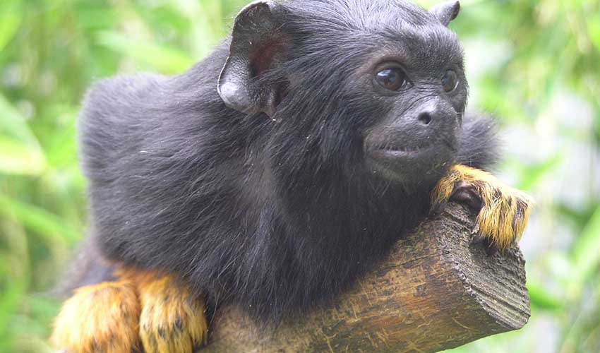 Golden-handed tamarin facts, distribution & population | BioDB