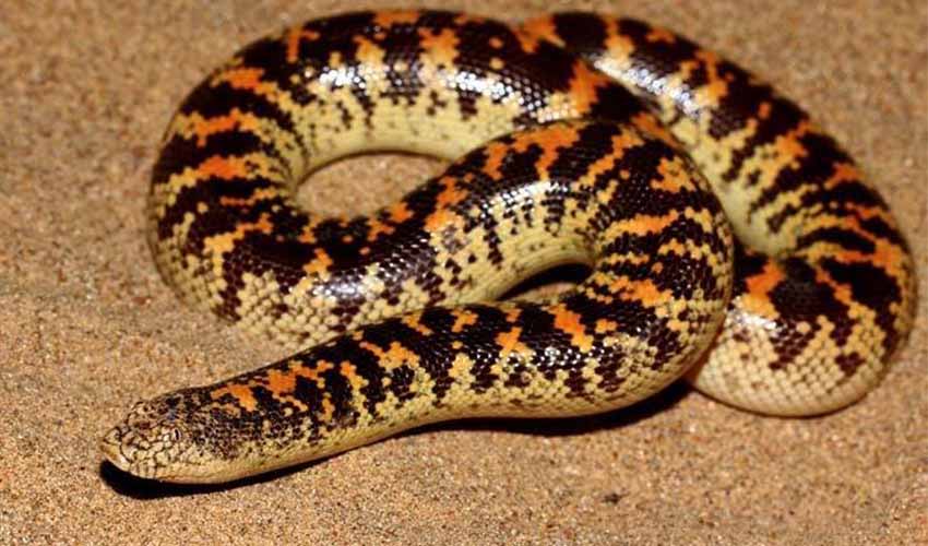 Arabian sand boa facts, distribution & population | BioDB