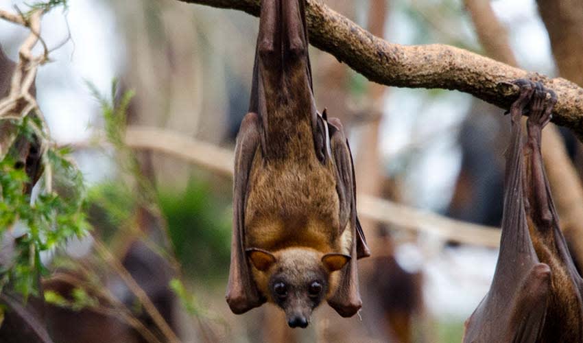 Little red flying fox facts, distribution & population | BioDB