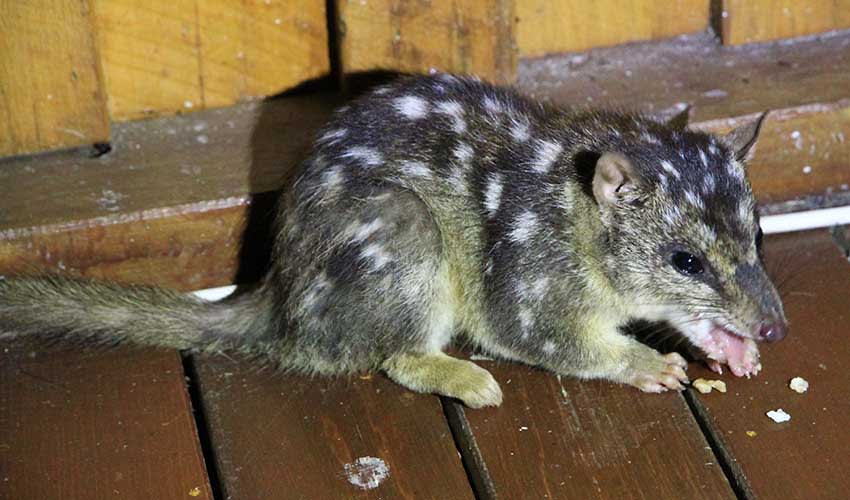 Northern quoll facts, distribution & population | BioDB