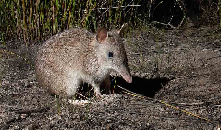 Perameles - Long-nosed bandicoots: facts, distribution & population | BioDB