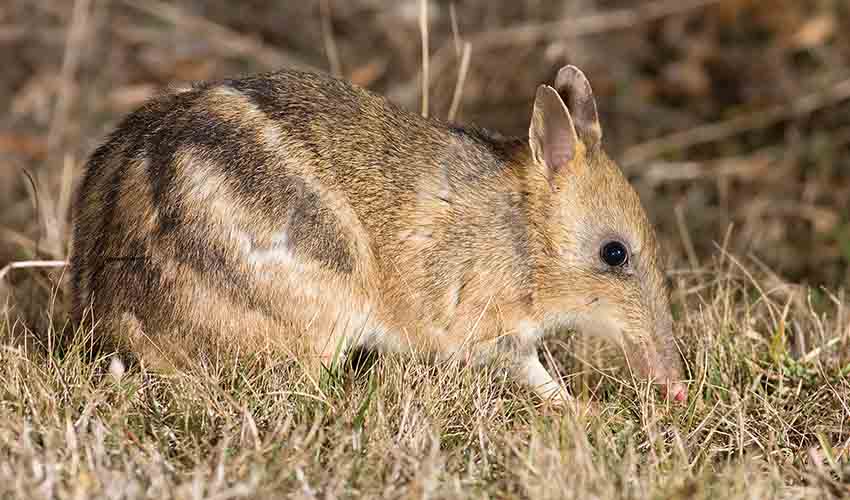Eastern barred bandicoot facts, distribution & population | BioDB