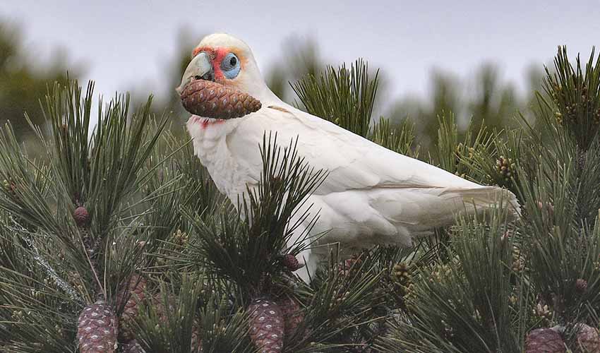 Long-billed corella facts, distribution & population | BioDB