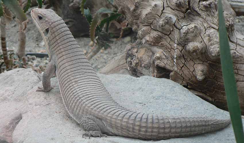 Sudan plated lizard facts, distribution & population | BioDB