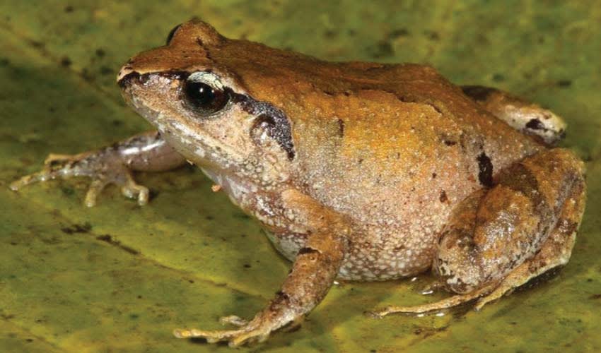 Common squeaker facts, distribution & population | BioDB