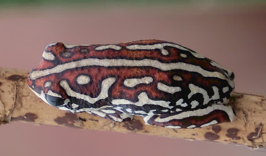 Angolan reed frog facts, distribution & population | BioDB