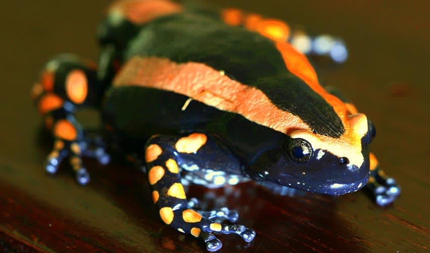 Phrynomantis - Rubber frogs: facts, distribution & population | BioDB