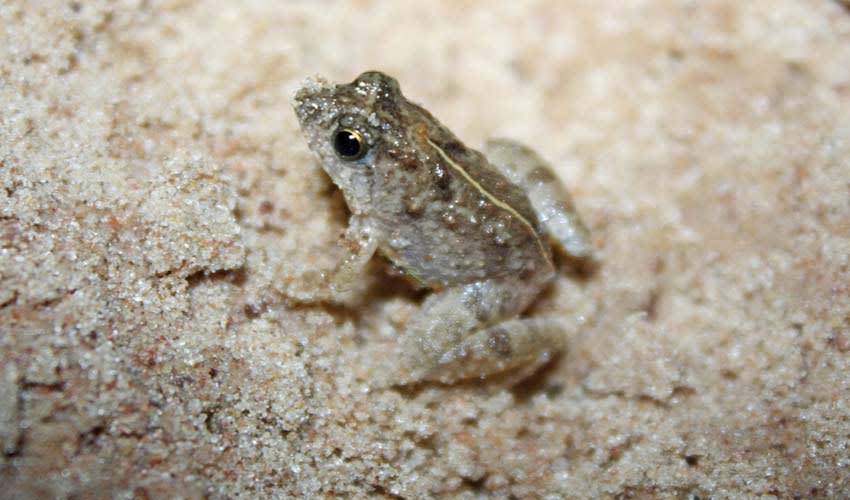 Natal dwarf puddle frog facts, distribution & population | BioDB