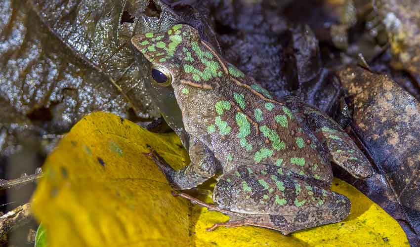 Phrynobatrachidae - Puddle frogs: facts, distribution & population | BioDB