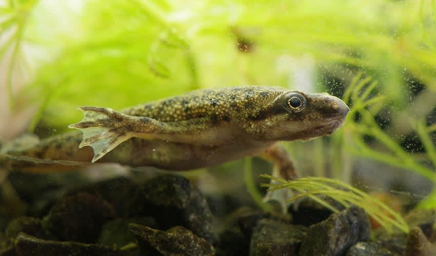 Congo dwarf clawed frog facts, distribution & population | BioDB
