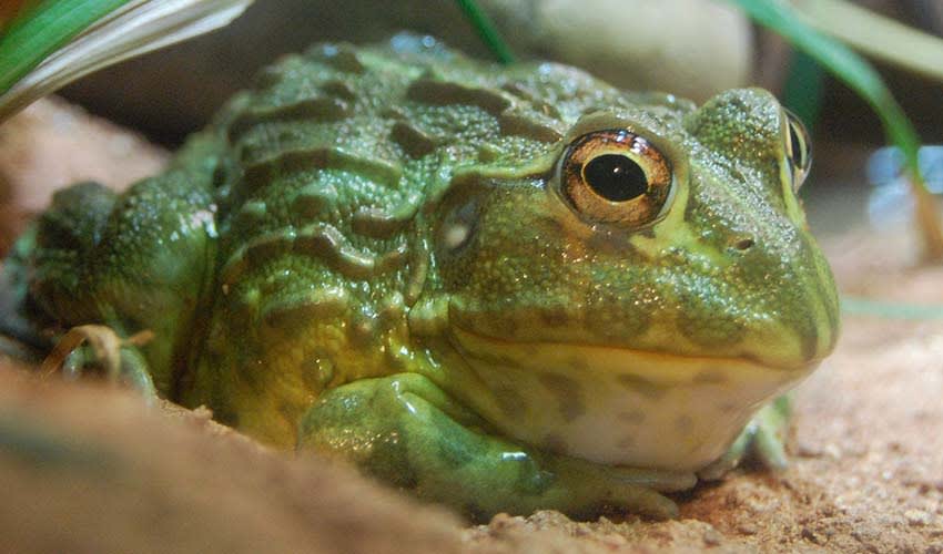 African bullfrog facts, distribution & population | BioDB