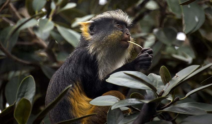 Crested mona monkey facts, distribution & population | BioDB