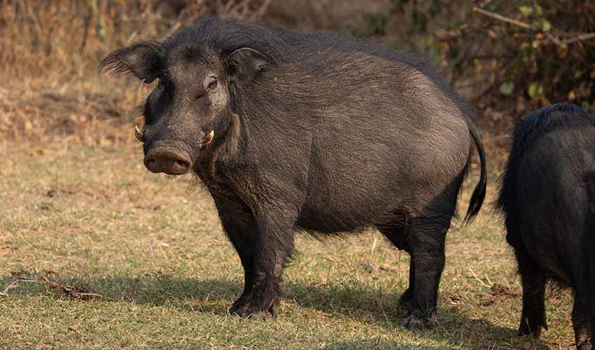 Hylochoerus - Giant forest hog: facts, distribution & population | BioDB
