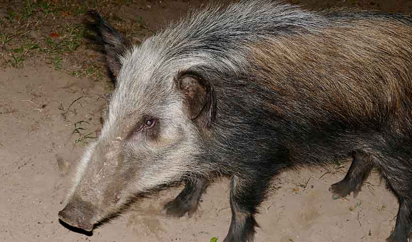 Bushpig facts, distribution & population | BioDB