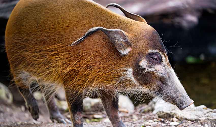 Red river hog facts, distribution & population | BioDB