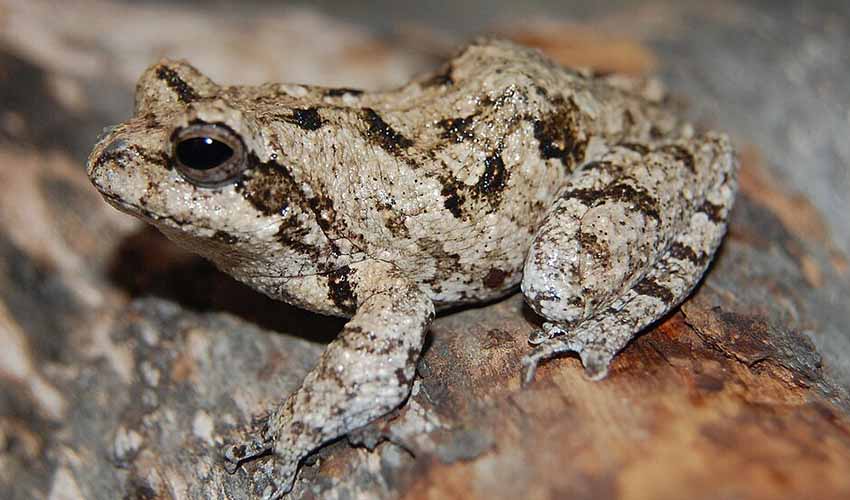 Chiromantis - Foam-nest frogs: facts, distribution & population | BioDB