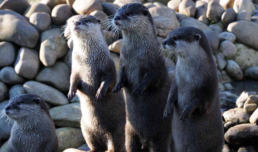 Asian small-clawed otter facts, distribution & population | BioDB