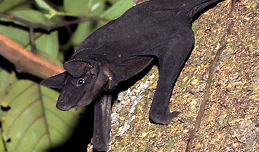Hairless bat facts, distribution & population | BioDB