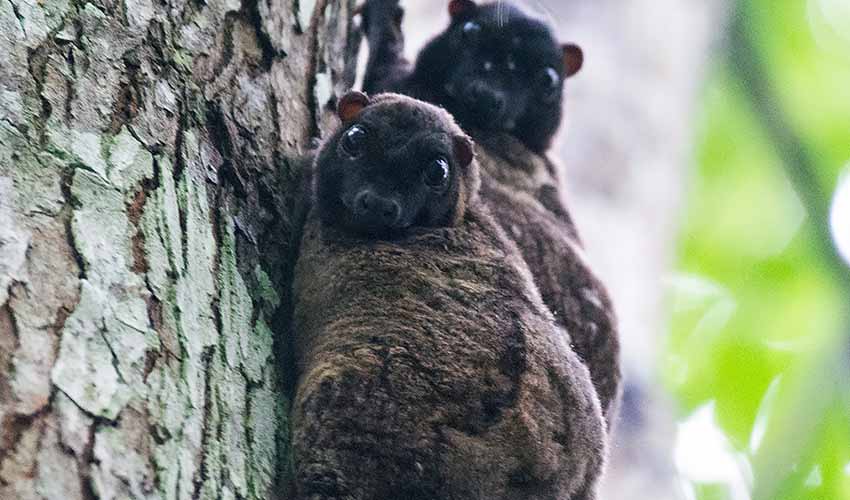 Cynocephalus - Philippine flying lemur: facts, distribution ...