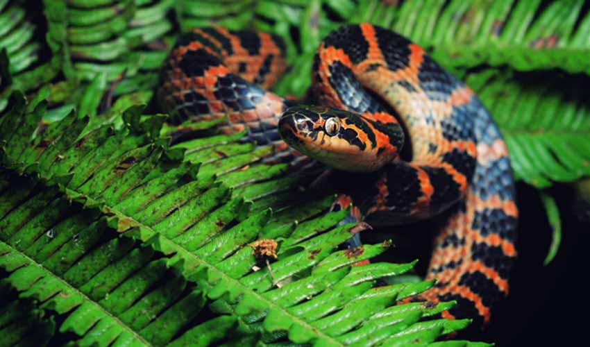 Red-banded snake facts, distribution & population | BioDB