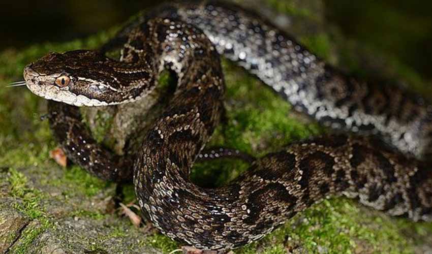 Tsushima Island pitviper facts, distribution & population | BioDB