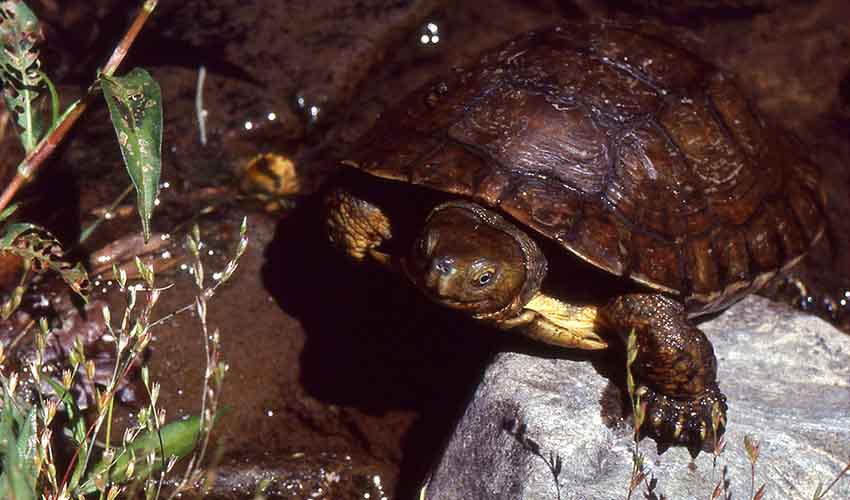 Mauremys: facts, distribution & population | BioDB