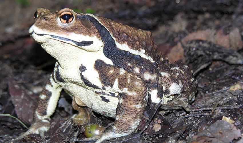 Japanese common toad facts, distribution & population | BioDB