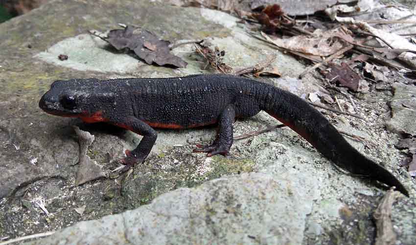 Sword-tail newt facts, distribution & population | BioDB