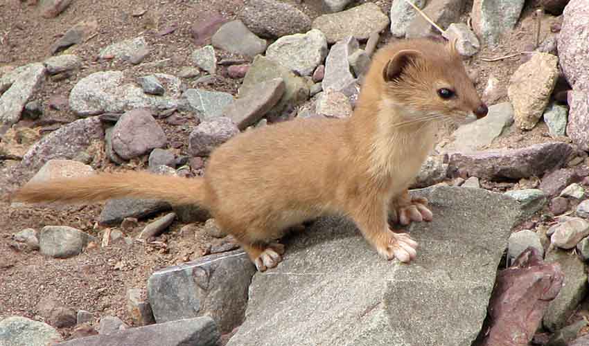 Mountain weasel facts, distribution & population | BioDB