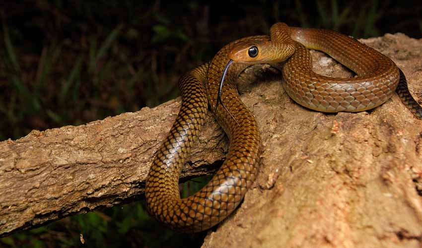 Ptyas - Rat snakes: facts, distribution & population | BioDB