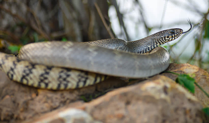 Oriental rat snake facts, distribution & population | BioDB