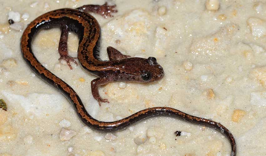 Gold-striped salamander facts, distribution & population | BioDB
