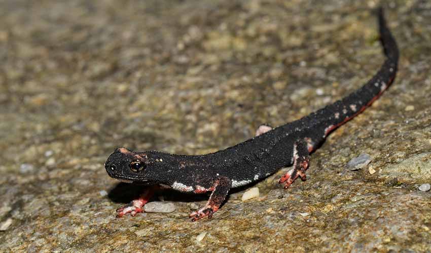 Northern spectacled salamander facts, distribution & population | BioDB