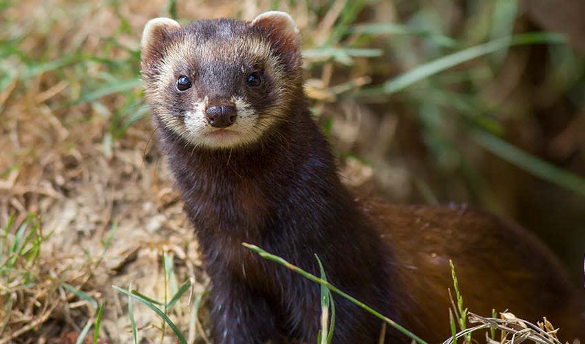 European polecat facts, distribution & population | BioDB