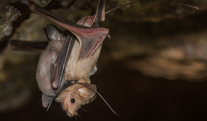 Lesser mouse-tailed bat facts, distribution & population | BioDB