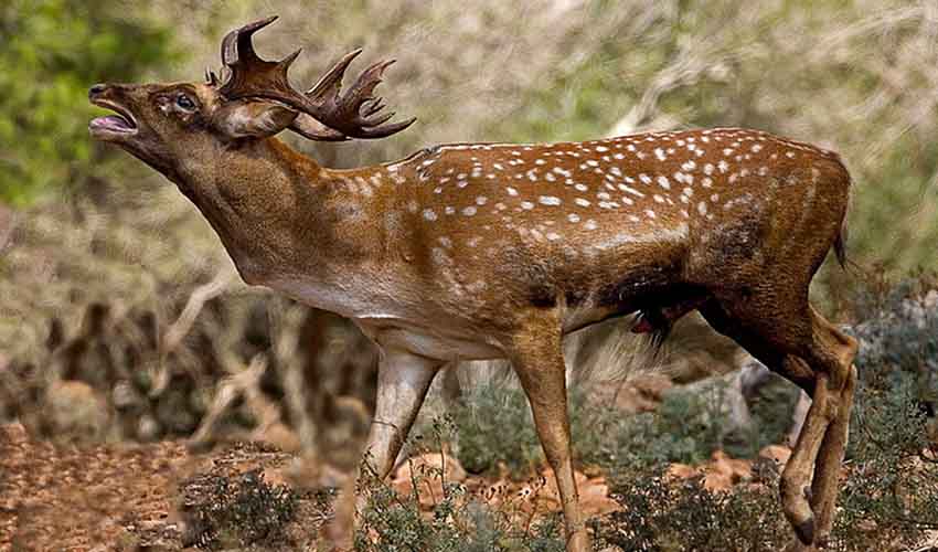 Persian fallow deer facts, distribution & population | BioDB
