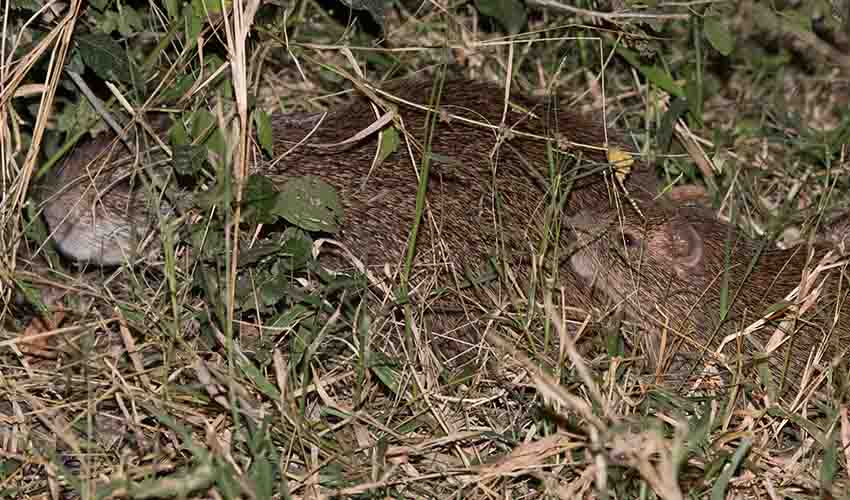 Greater cane rat facts, distribution & population | BioDB