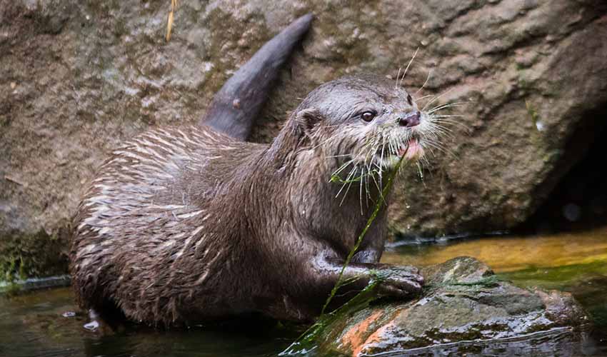 Congo clawless otter facts, distribution & population | BioDB