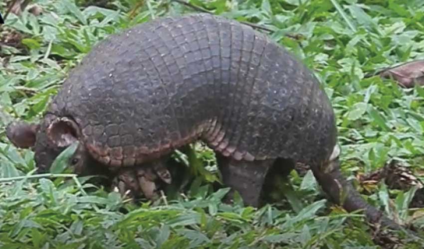 Northern naked-tailed armadillo facts, distribution & population | BioDB