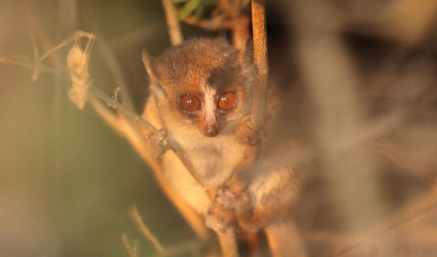 Golden-brown mouse lemur facts, distribution & population | BioDB