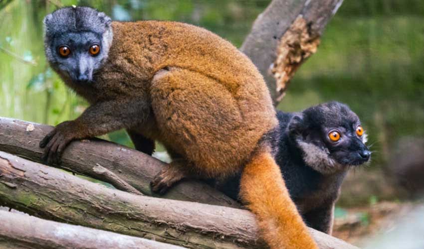 Gray-headed lemur facts, distribution & population | BioDB