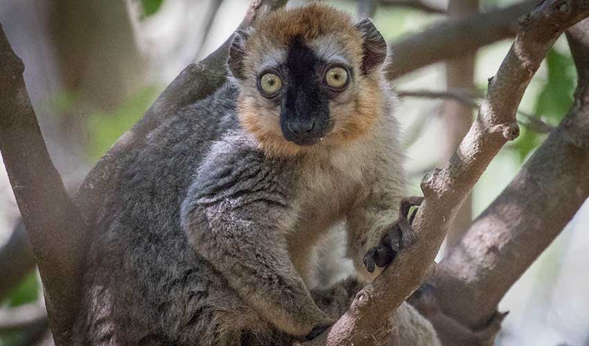 Red lemur facts, distribution & population | BioDB