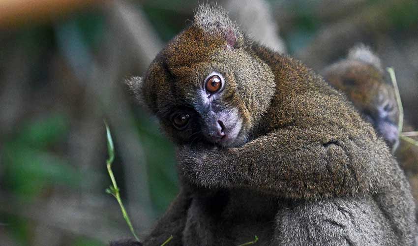 Greater bamboo lemur facts, distribution & population | BioDB
