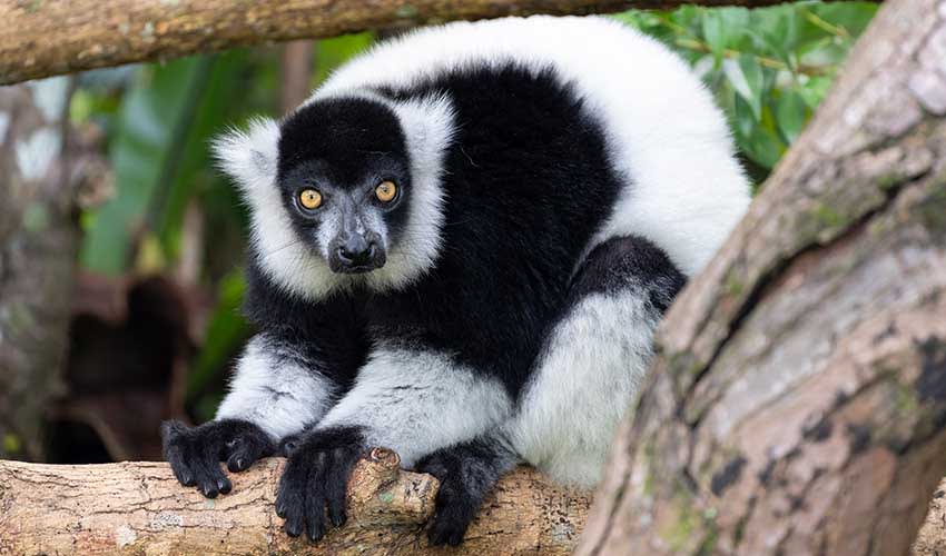 Black-and-white ruffed lemur facts, distribution & population | BioDB