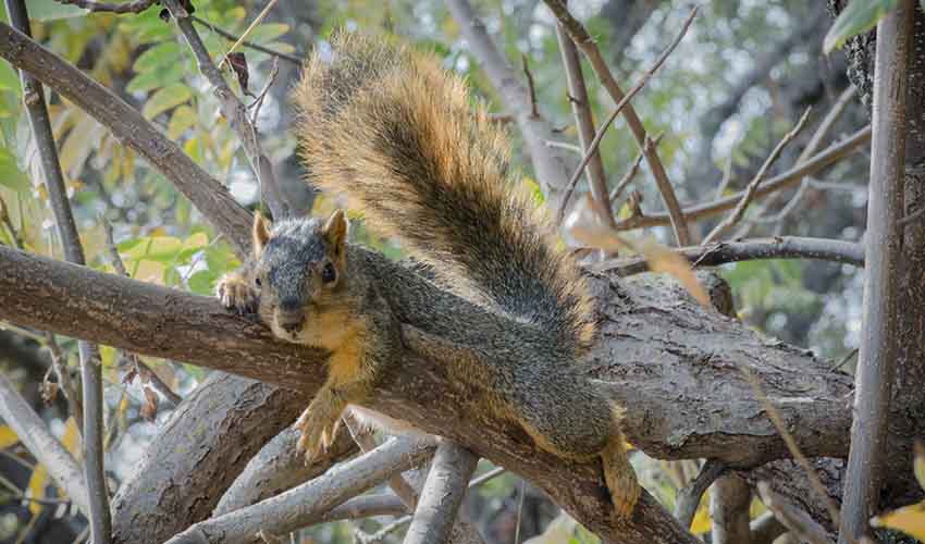 Fox squirrel facts, distribution & population | BioDB