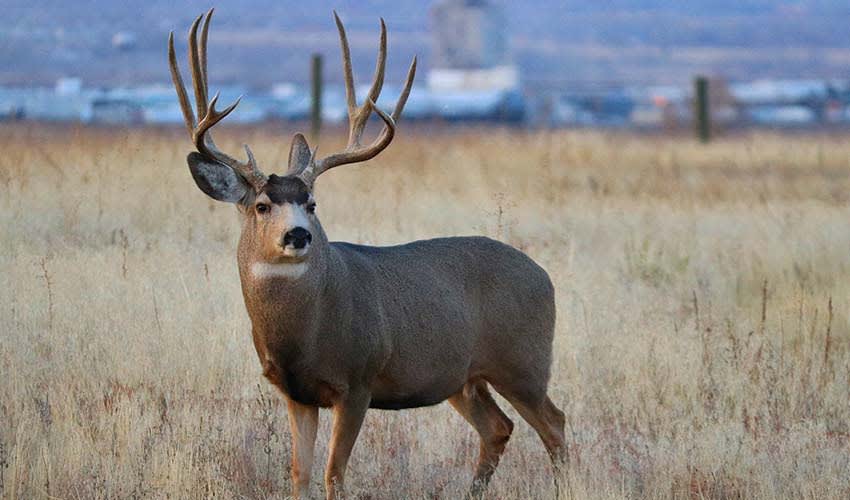 Mule deer facts, distribution & population | BioDB