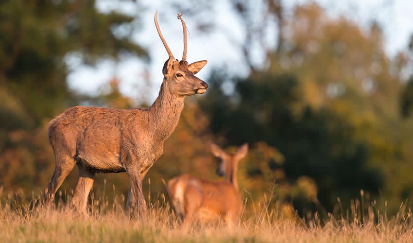 Red brocket deer facts, distribution & population | BioDB