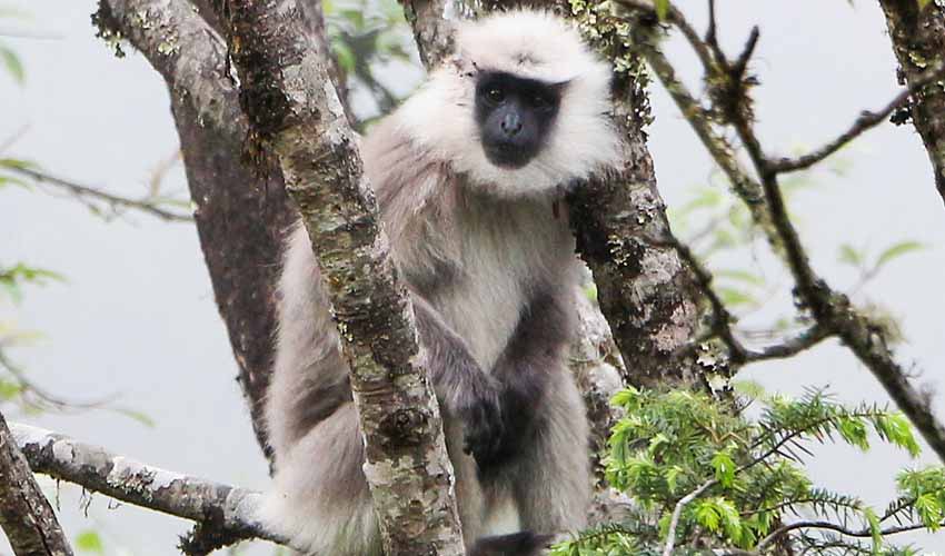 Nepal gray langur facts, distribution & population | BioDB